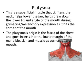 Muscles of head and neck | PPTX