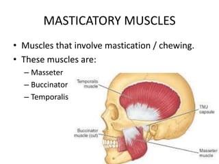 Muscles of head and neck | PPTX