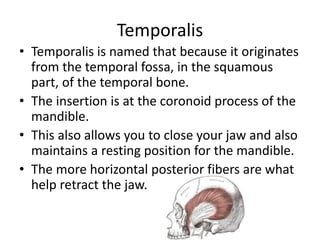 Muscles of head and neck | PPTX