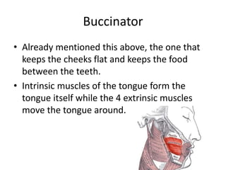 Muscles of head and neck | PPTX