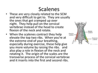 Muscles of head and neck | PPTX