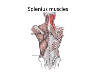 Muscles of head and neck | PPTX