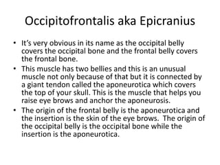 Muscles of head and neck | PPTX