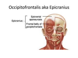 Muscles of head and neck | PPTX