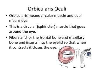 Muscles of head and neck | PPTX