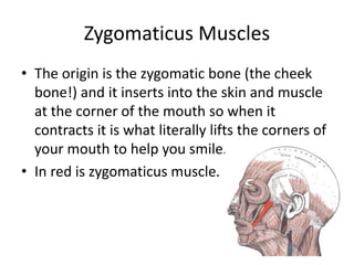 Muscles of head and neck | PPTX