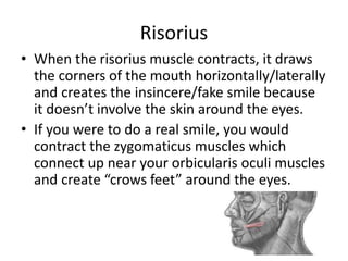 Muscles of head and neck | PPTX