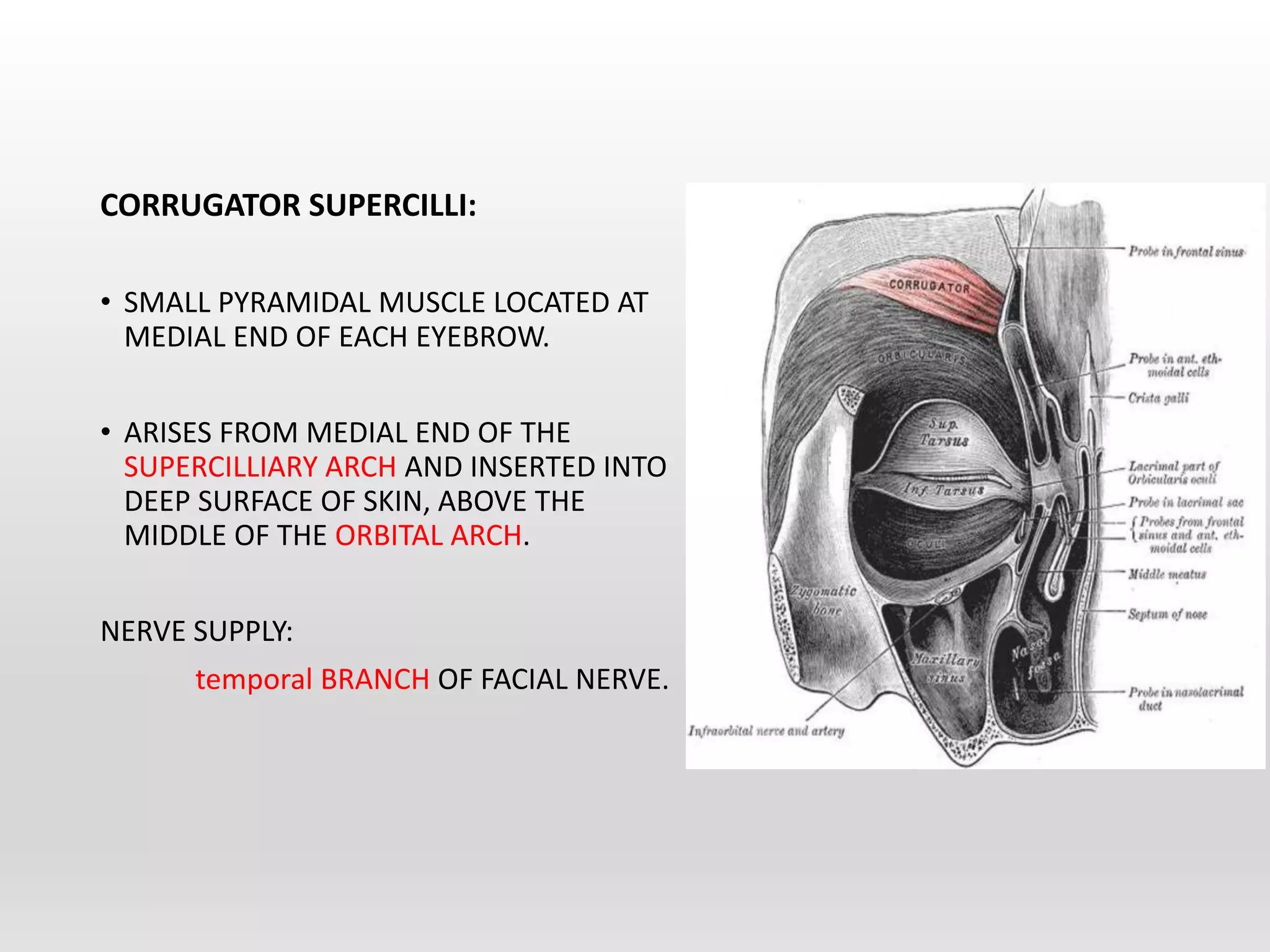 Muscles of Head & Neck | PPTX