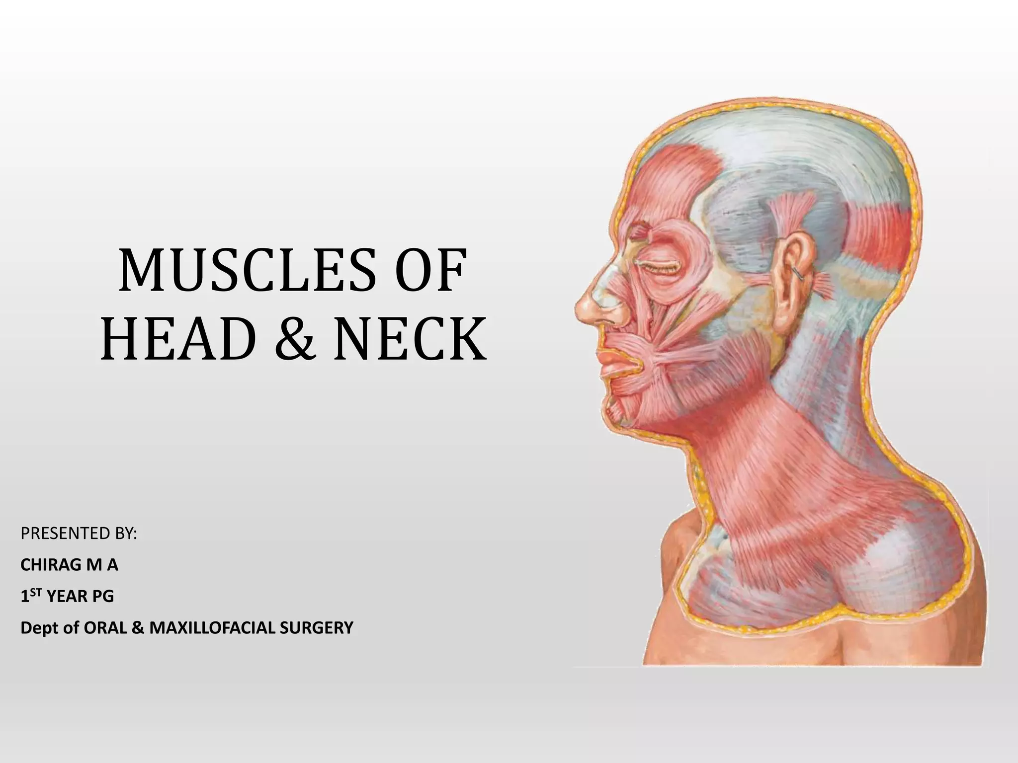 Muscles of Head & Neck | PPTX