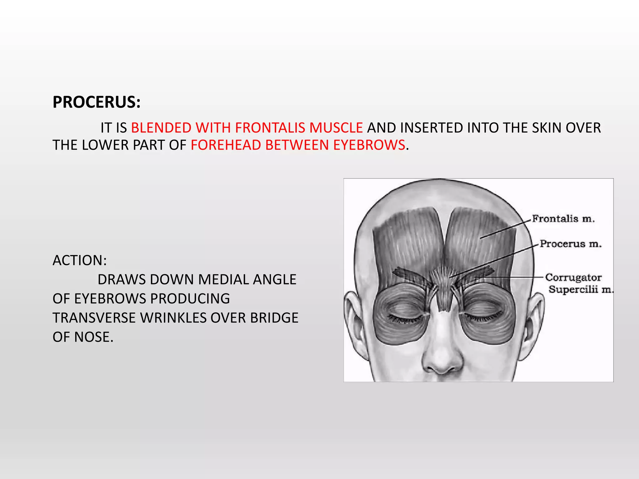 Muscles of Head & Neck | PPTX