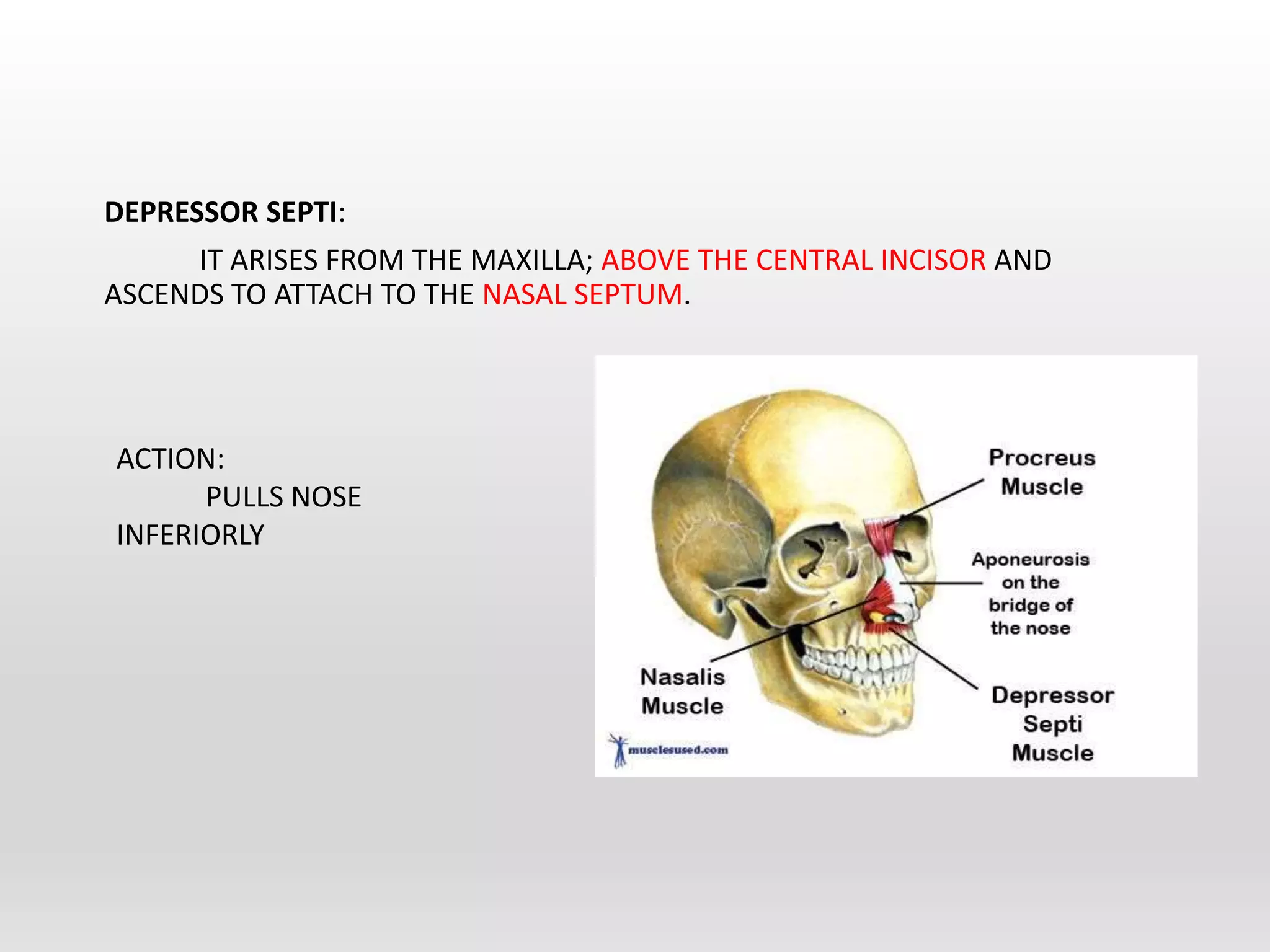 Muscles of Head & Neck | PPTX