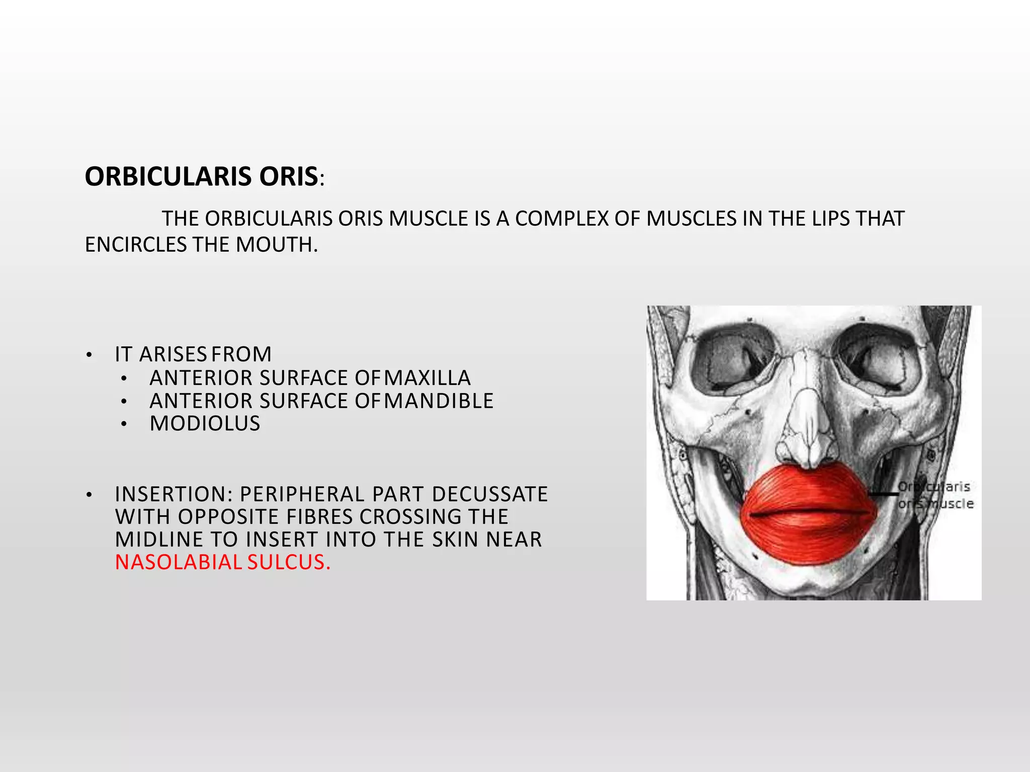 Muscles of Head & Neck | PPTX