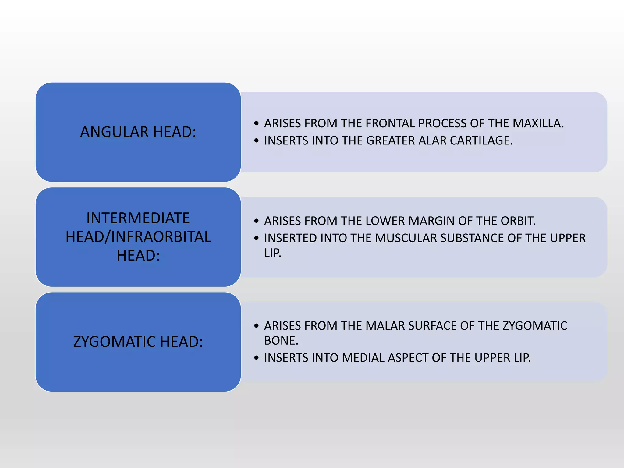 Muscles of Head & Neck | PPTX