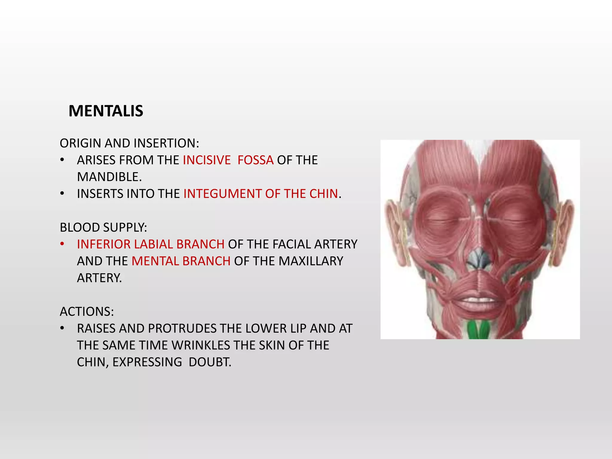 Muscles of Head & Neck | PPTX