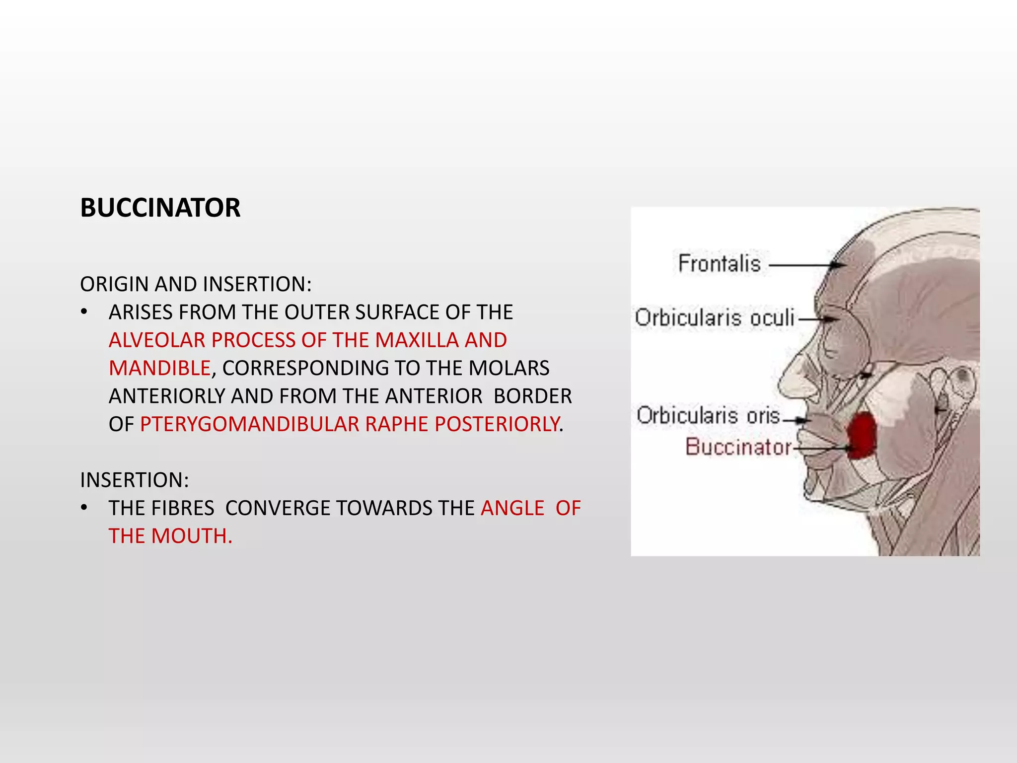 Muscles of Head & Neck | PPTX