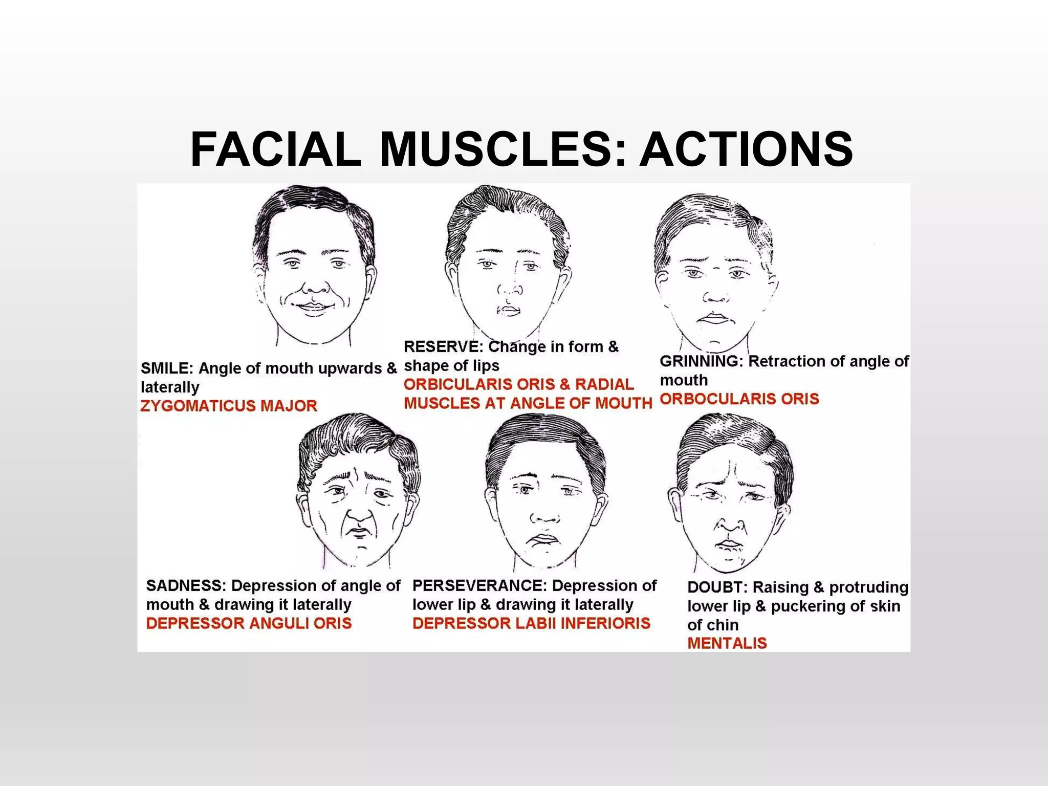 Muscles of Head & Neck | PPTX