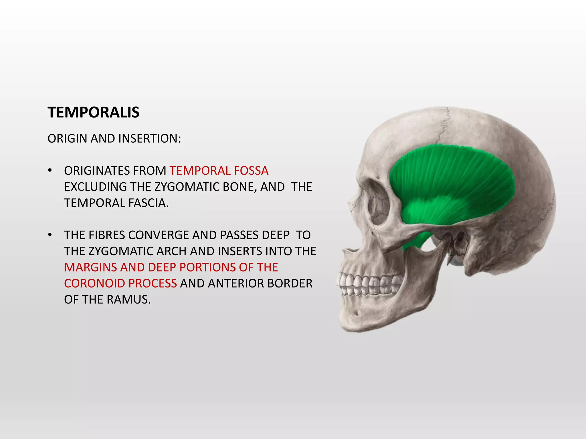 Muscles of Head & Neck | PPTX