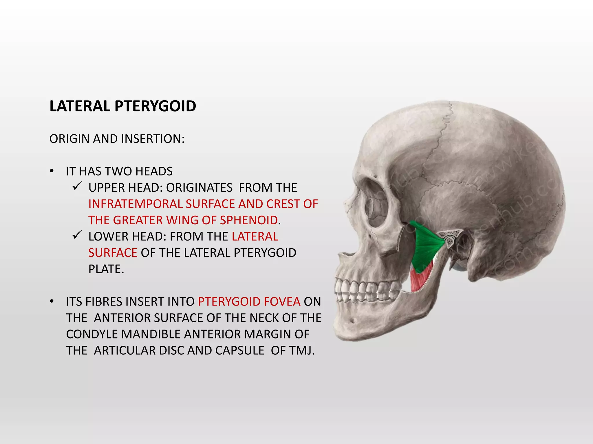 Muscles of Head & Neck | PPTX