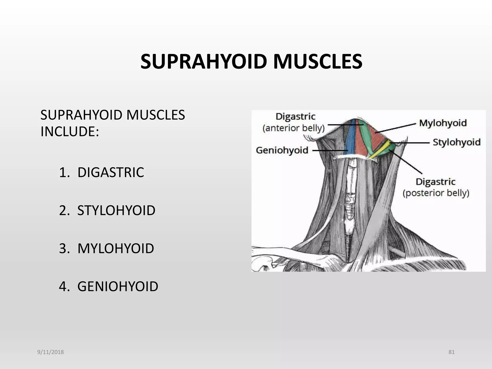 Muscles of Head & Neck | PPTX