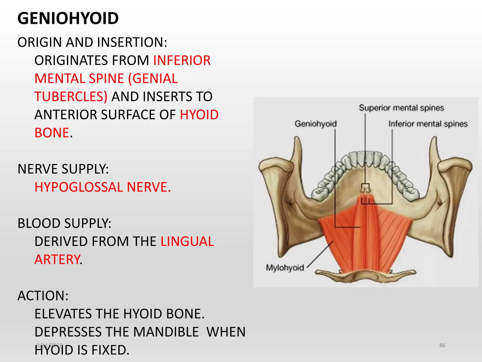Muscles of Head & Neck | PPTX
