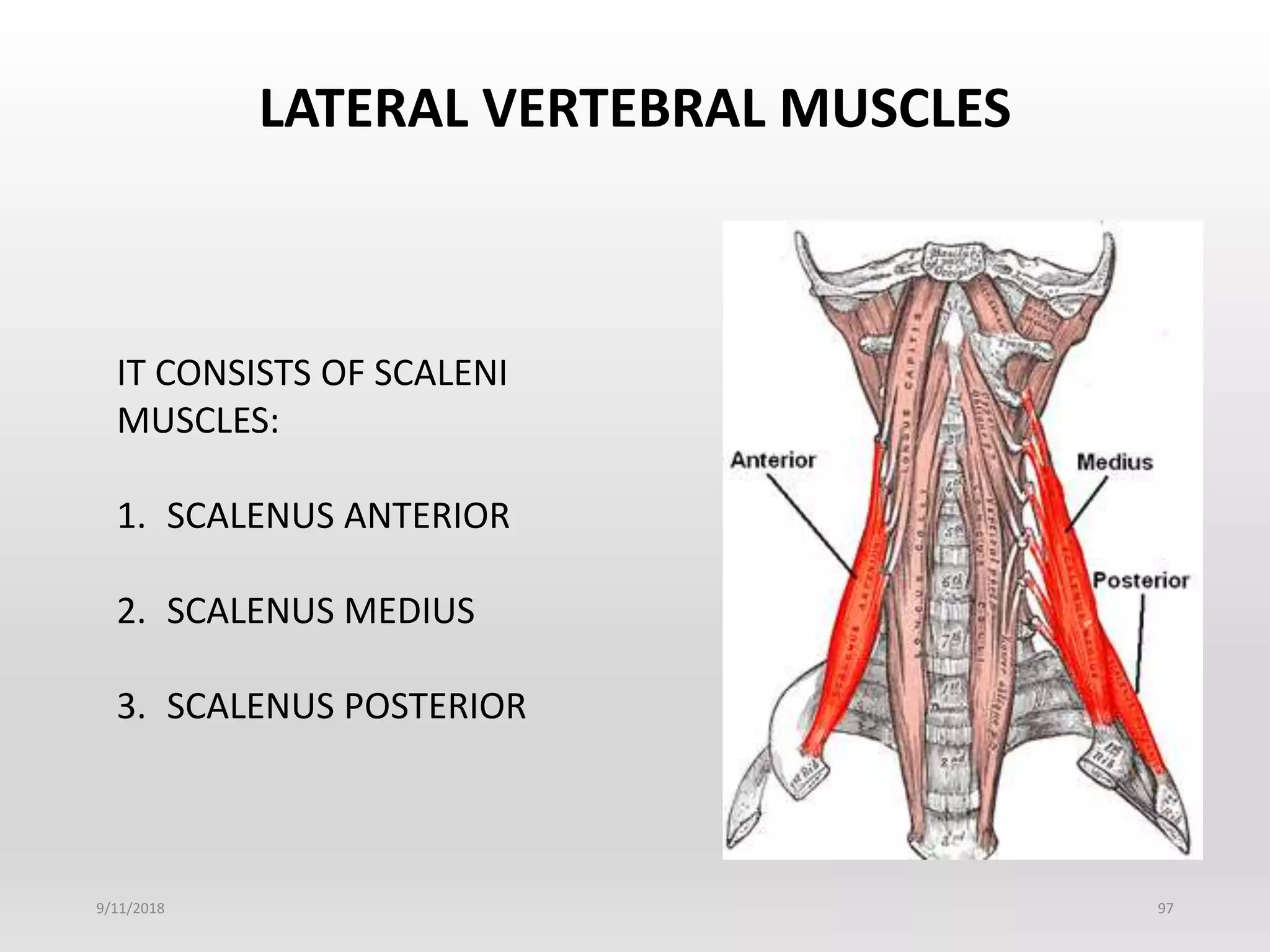 Muscles of Head & Neck | PPTX
