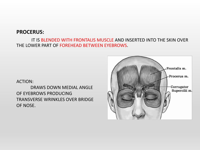 Muscles of Head & Neck | PPTX