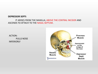 Muscles of Head & Neck | PPTX