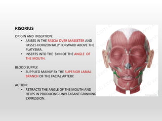 Muscles of Head & Neck | PPTX