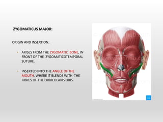 Zygomaticus Major And Minor Origin And Insertion