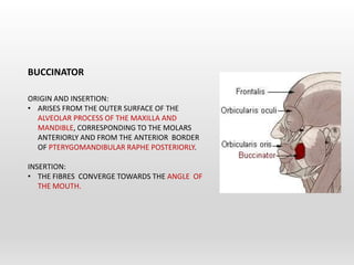 Orbicularis Oris Origin And Insertion