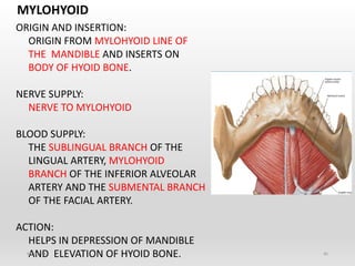 Digastric Muscle Origin And Insertion