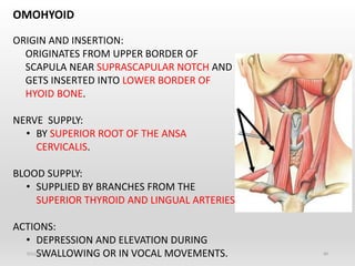 Omohyoid Muscle Origin And Insertion