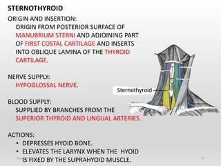 Sternohyoid Muscle Origin And Insertion