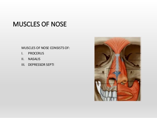 Muscles of Head & Neck