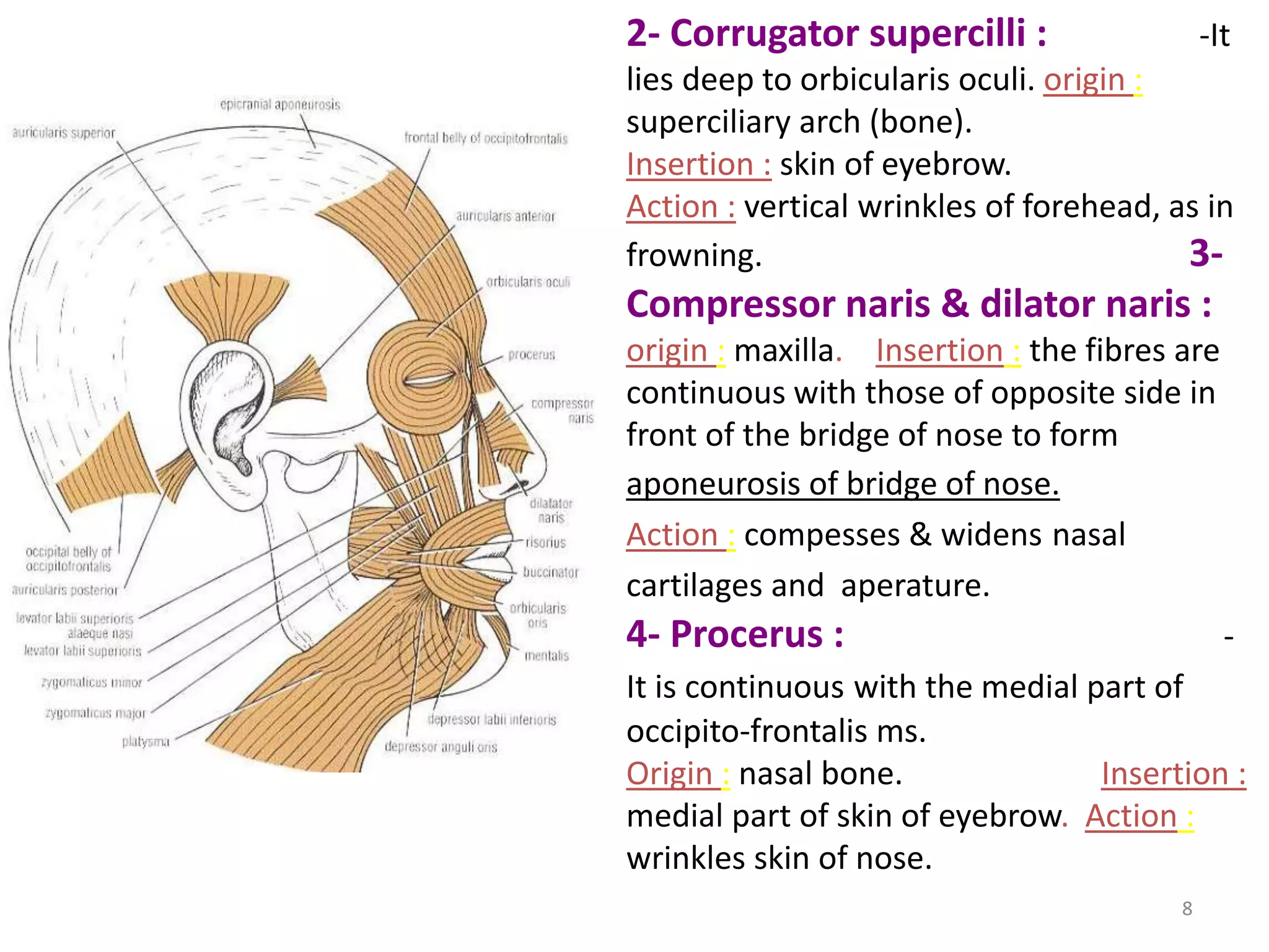 Muscles of head_&_neck[1] | PPTX
