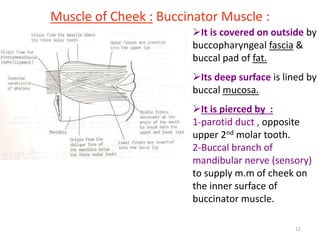 Muscles of head_&_neck[1] | PPTX