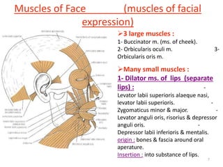Muscles of head_&_neck[1] | PPTX