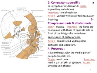 Orbicularis Oculi Origin And Insertion
