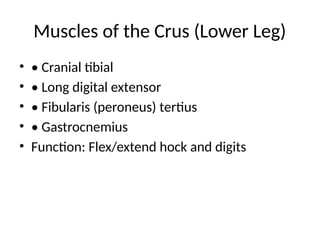 Muscles_of_Hind_Limbs_of_Cattle anatomy.pptx