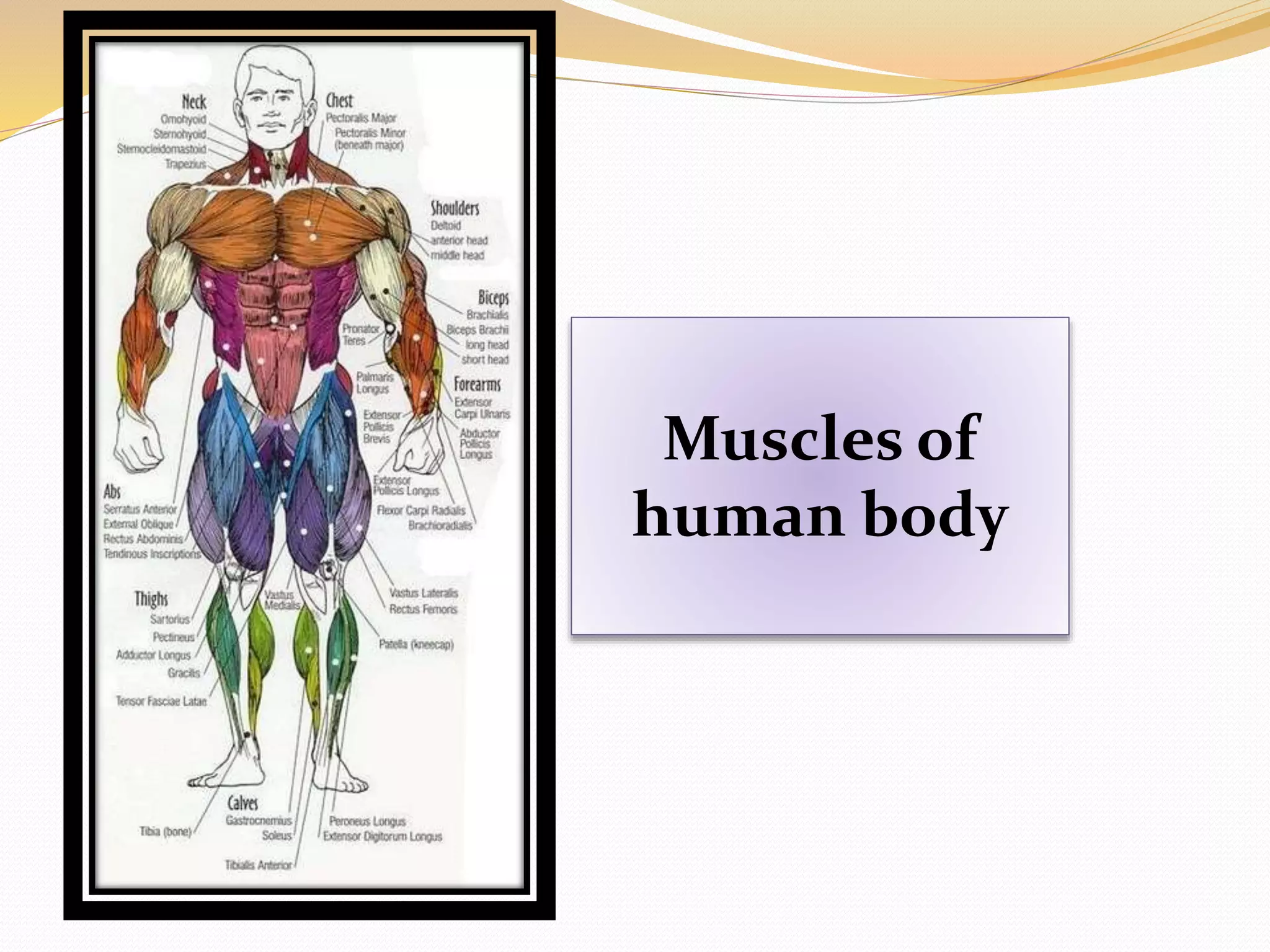 Muscles of human body | PPT