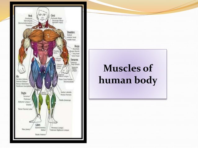 Muscles of human body | PPT