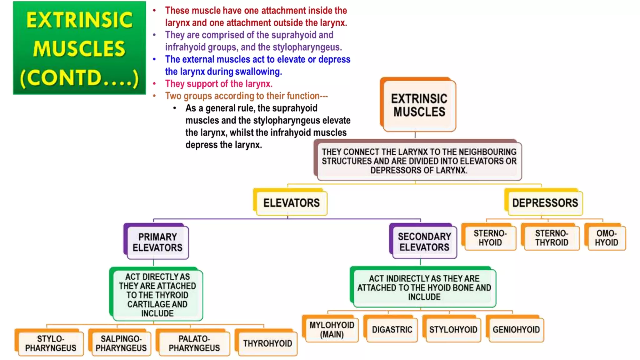 Muscles of larynx | PPTX