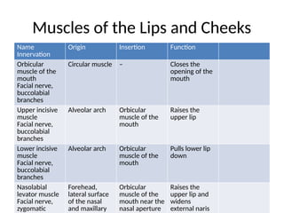 Muscles_of_Lips_and_Cheeks of animal.pptx