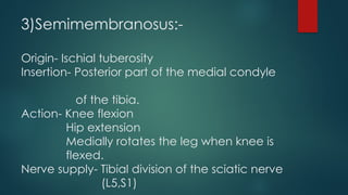 Muscles of lower limb-1.pptx BPT 1 ST YAER | PPT