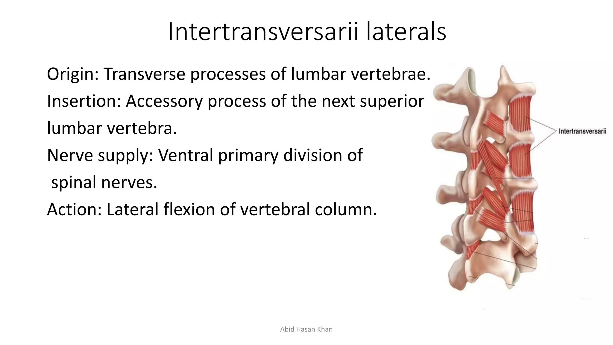 Muscles of lumber region | PPTX