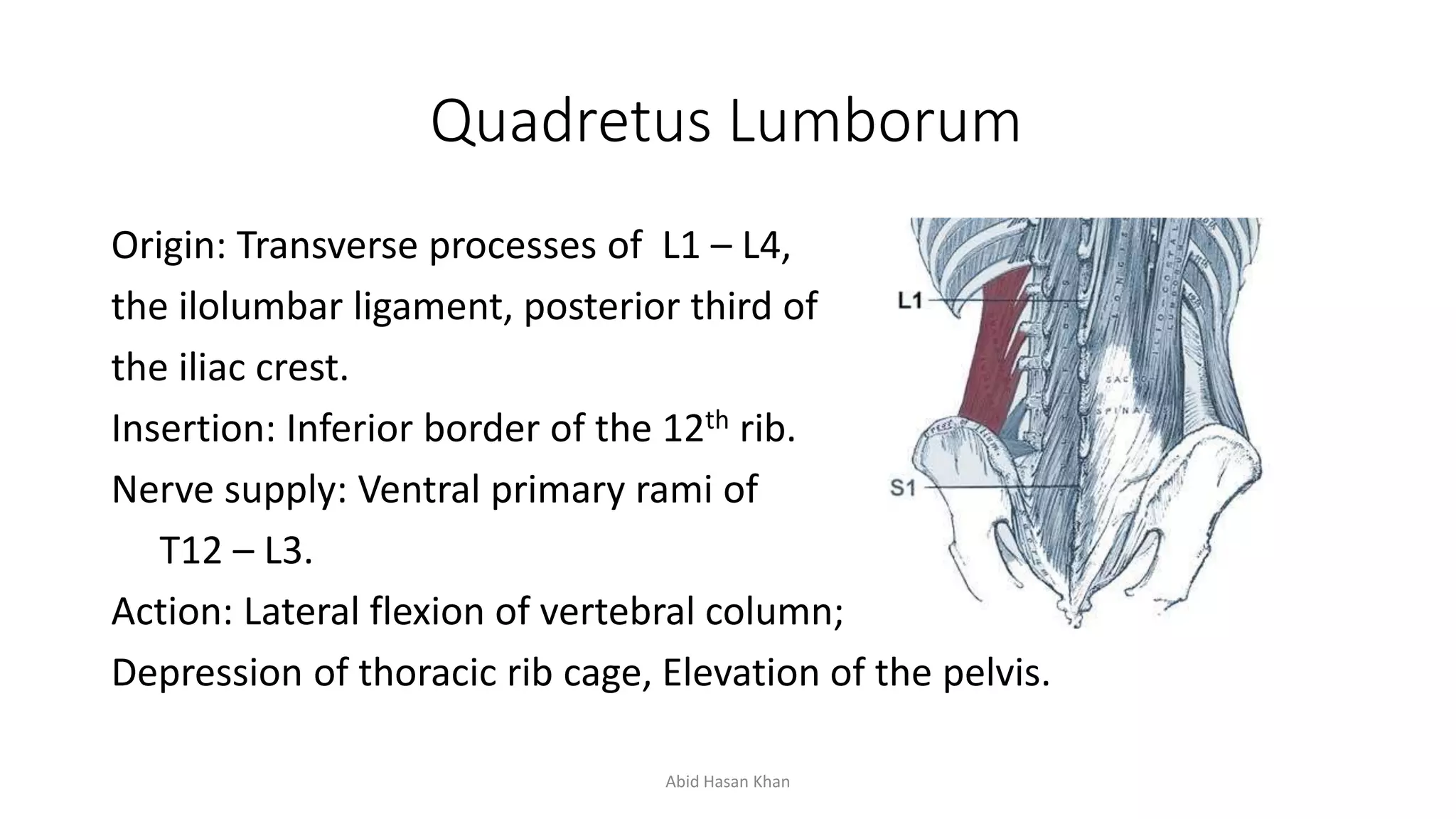 Muscles of lumber region | PPTX