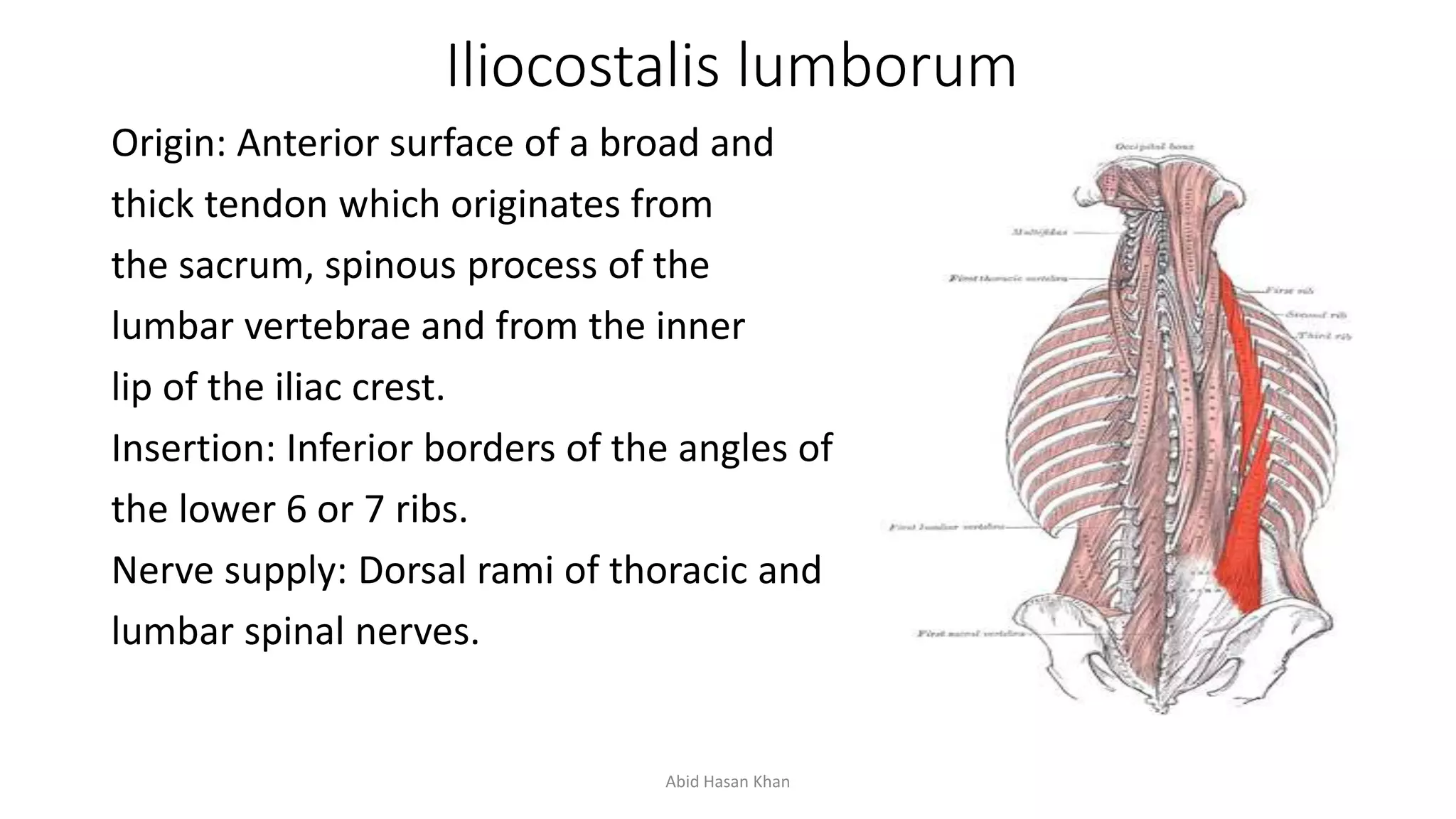 Muscles of lumber region | PPTX