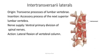 Muscles of lumber region | PPTX