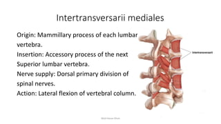 Muscles of lumber region | PPTX