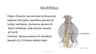Multifidus Muscle Origin And Insertion